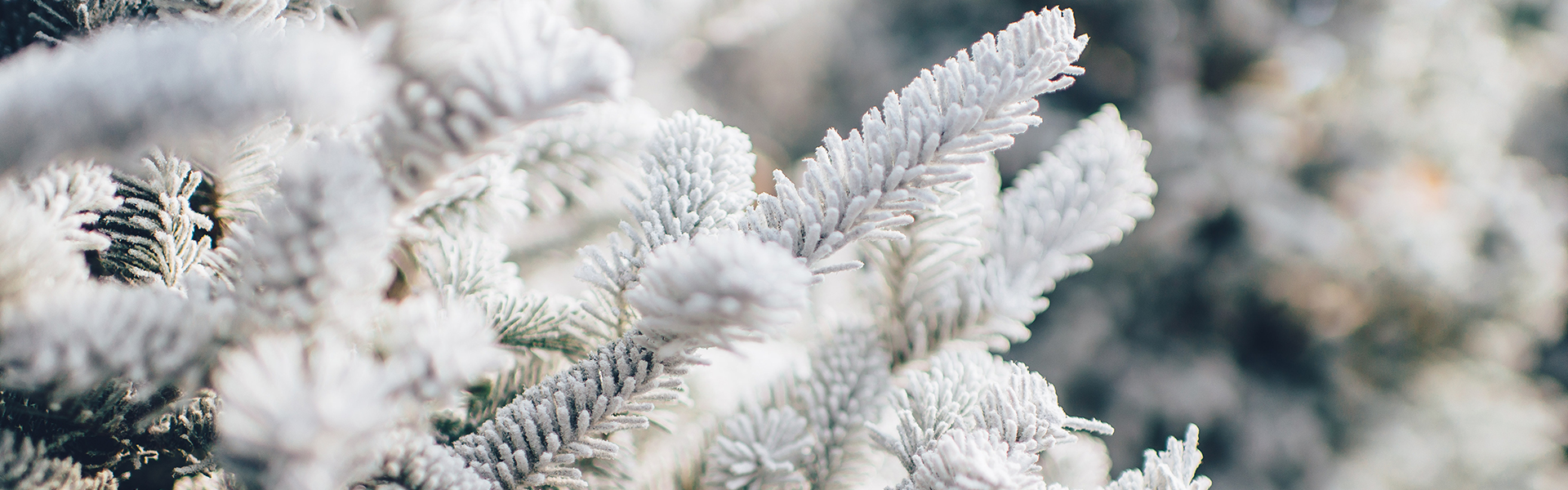 Sparkling Spruce | Fragrant Multipurpose Disinfectant | Zoflora