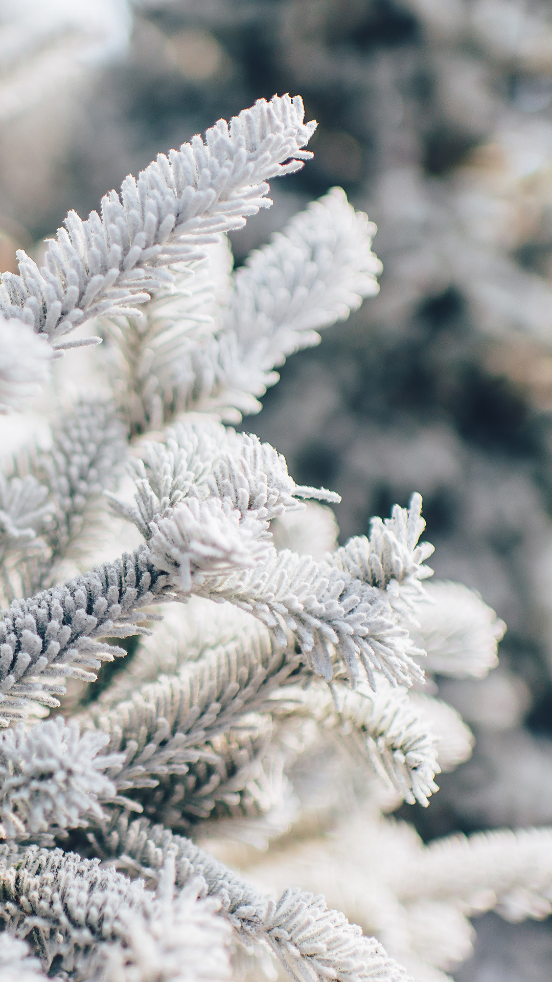 Sparkling Spruce | Fragrant Multipurpose Disinfectant | Zoflora